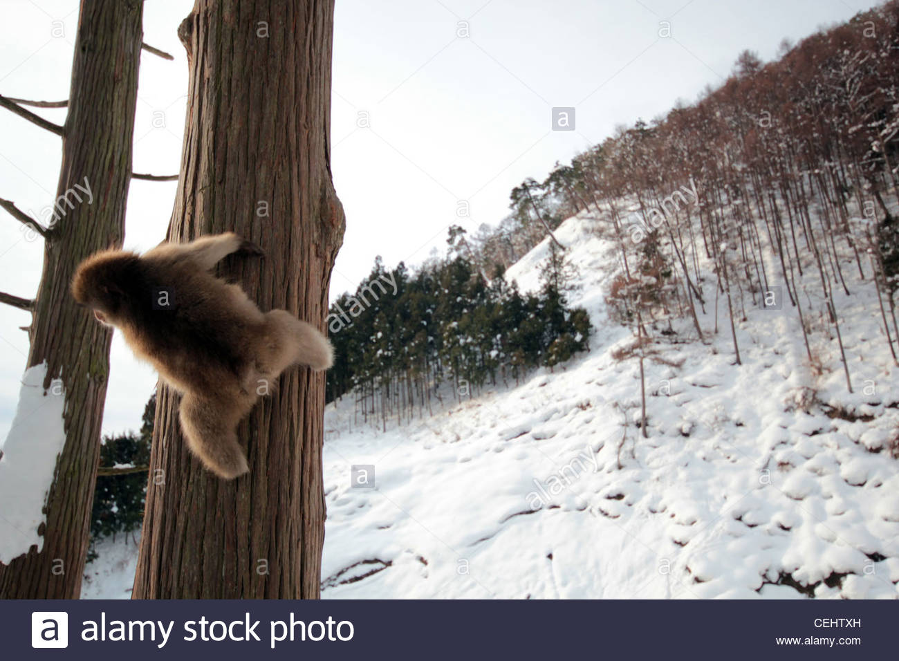 Snow Monkey Climbing Tree Stock Photos & Snow Monkey Climbing Tree ...