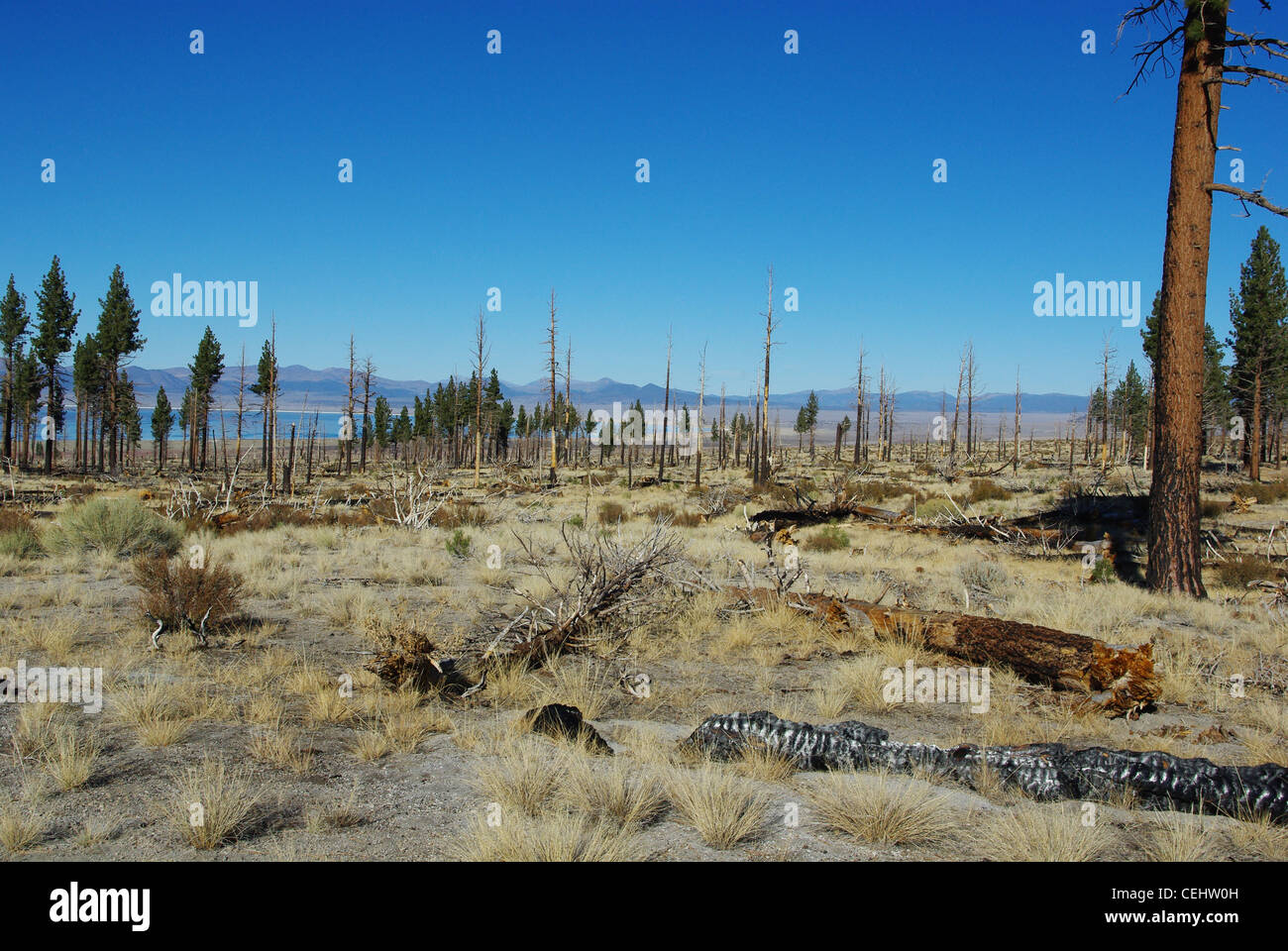 Burned out forest hi-res stock photography and images - Alamy