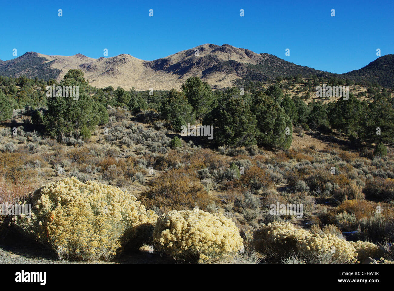 Humboldt Toiyabe National Forest High Resolution Stock Photography and ...
