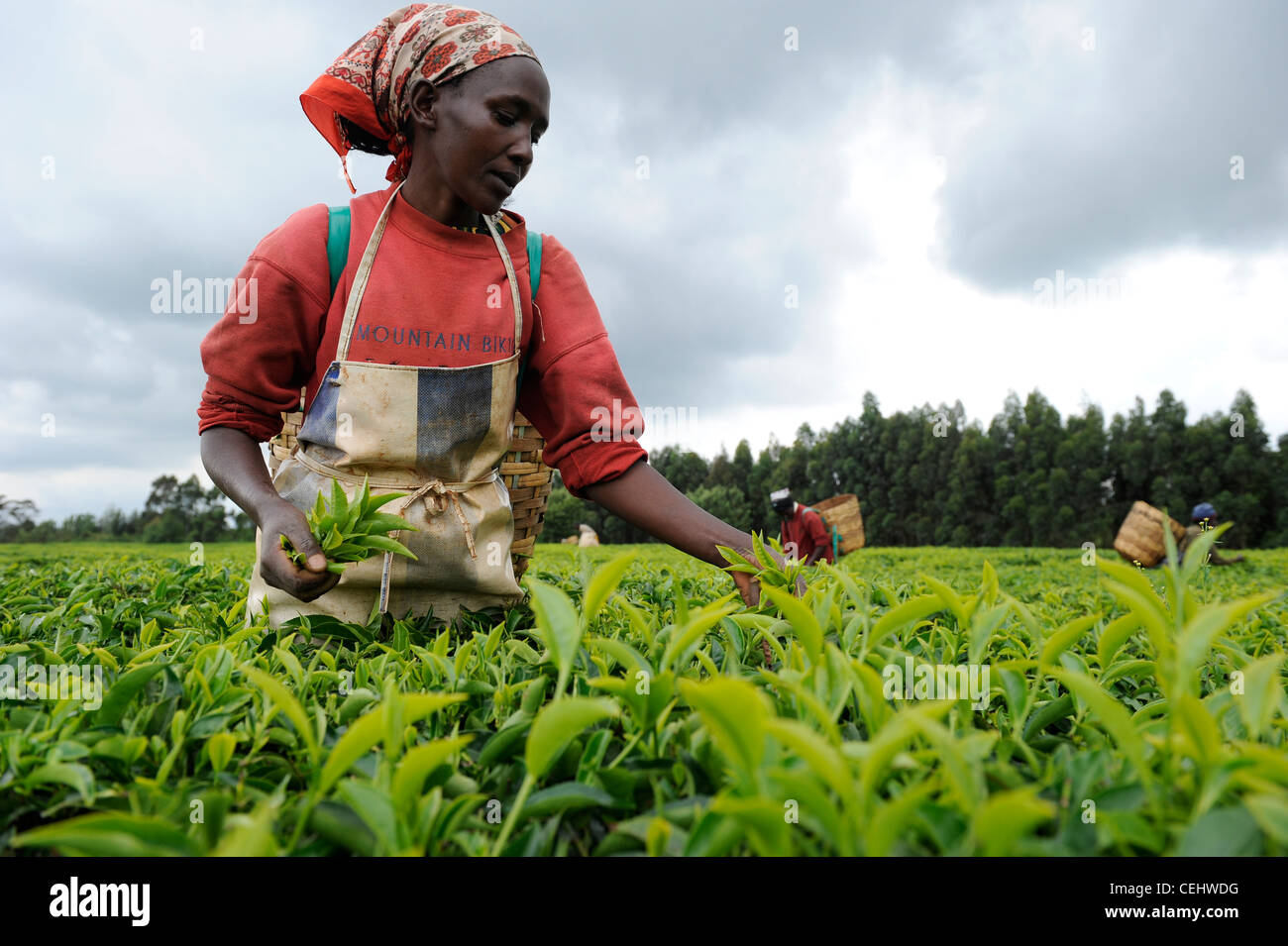 Kenyan Tea Plant High Resolution Stock Photography and Images - Alamy