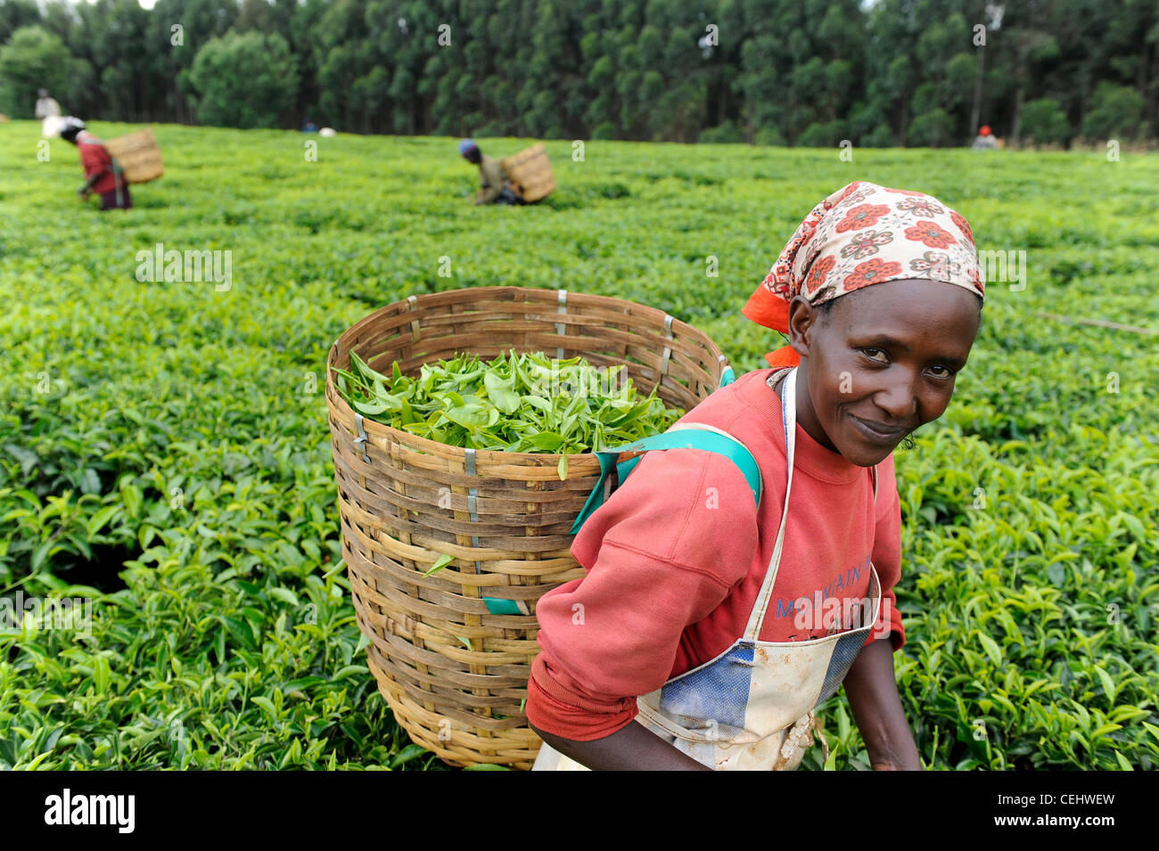 Africa KENYA Tigoni , tea harvest at fairtrade tea garden in the ...