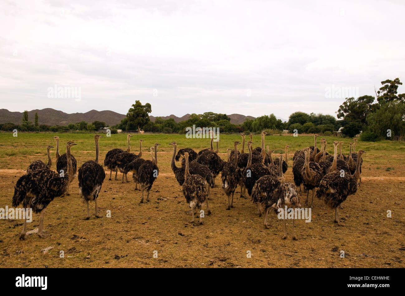 Ostriches on Ostrich Farm,Oudtshoorn,Oudtshoorn,Western Cape Province ...
