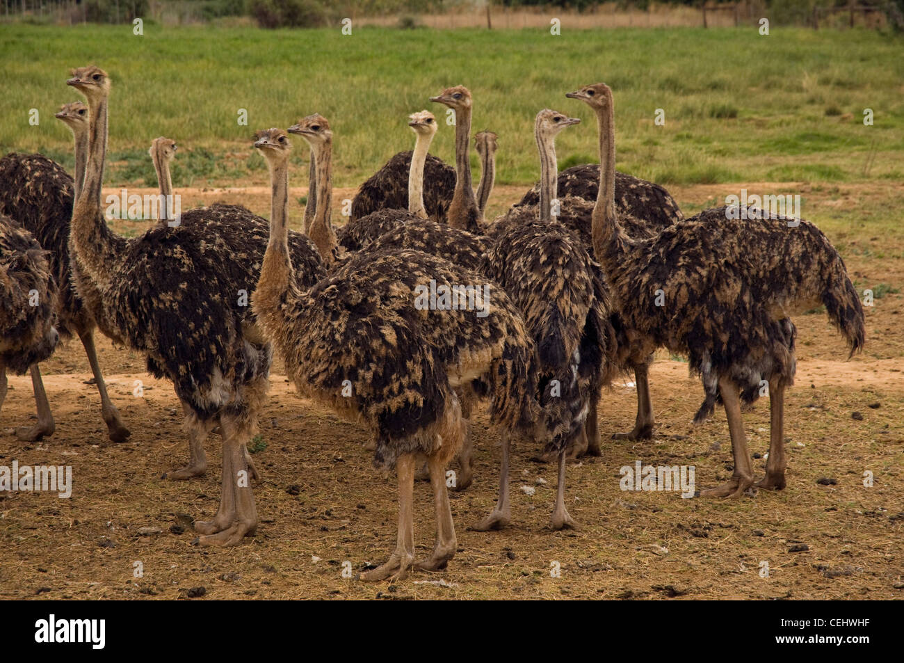 Ostriches on a farm hi-res stock photography and images - Alamy