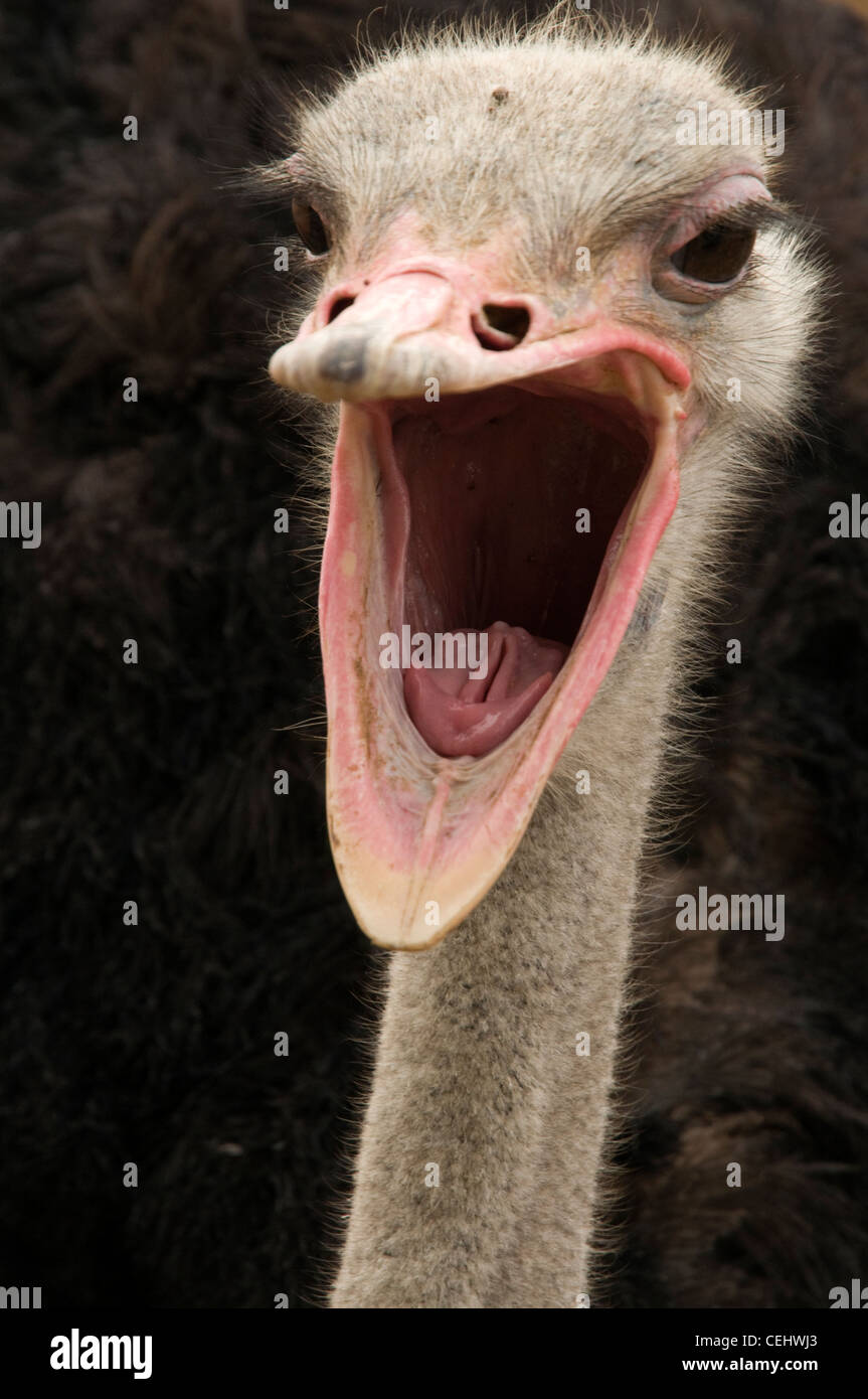 Ostriches on Ostrich Farm,Oudtshoorn,Oudtshoorn,Western Cape Province ...