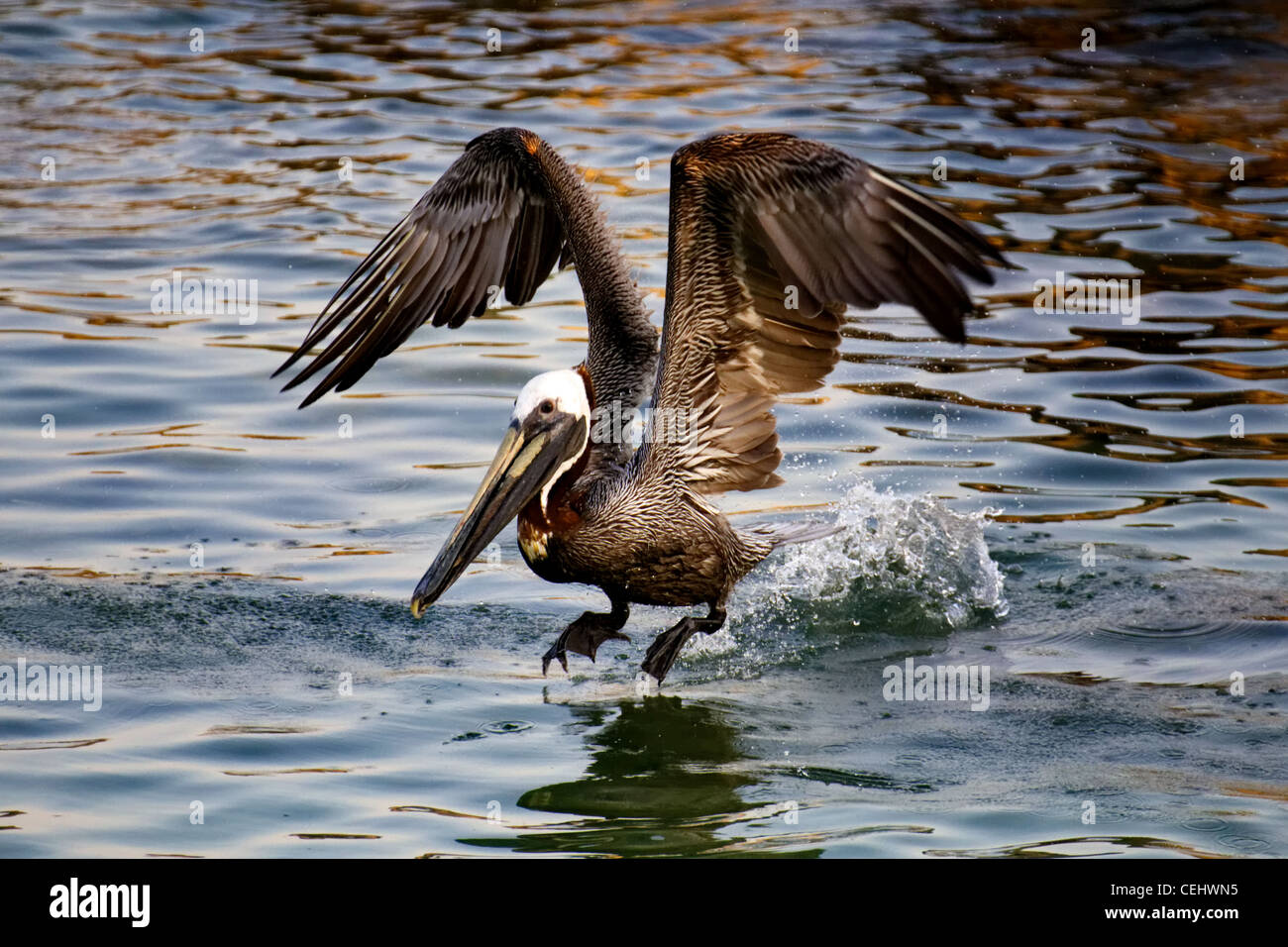 A pelican taking off from the coastal waters off Key West, Florida ...