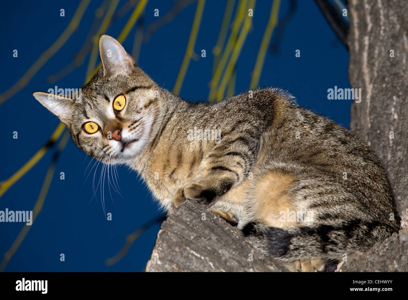 Cat in the tree Stock Photo - Alamy