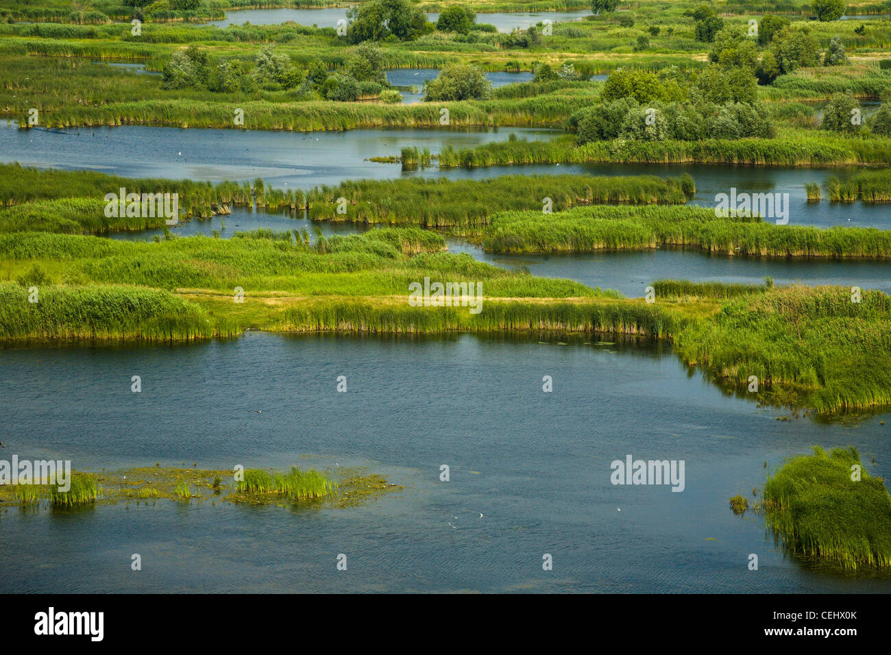 Reed fields and ponds in early summer Stock Photo - Alamy