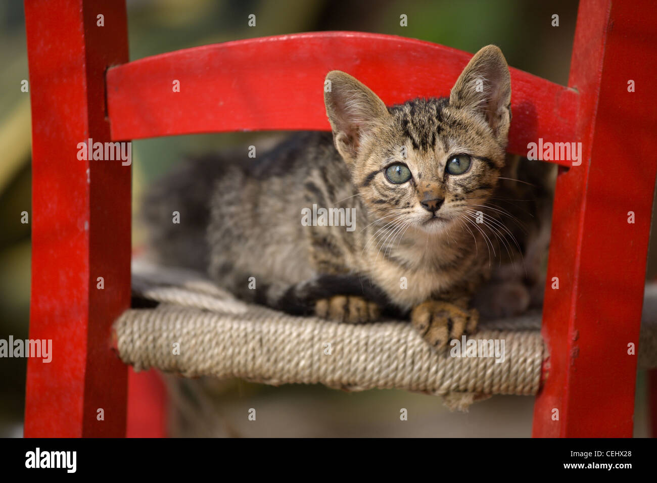 Kitten on red chair Stock Photo - Alamy