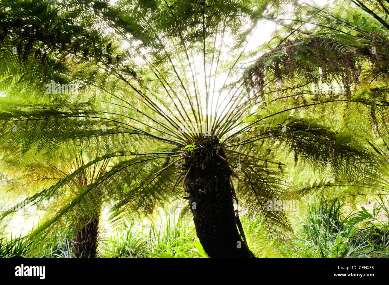 Cycad trees hi-res stock photography and images - Alamy