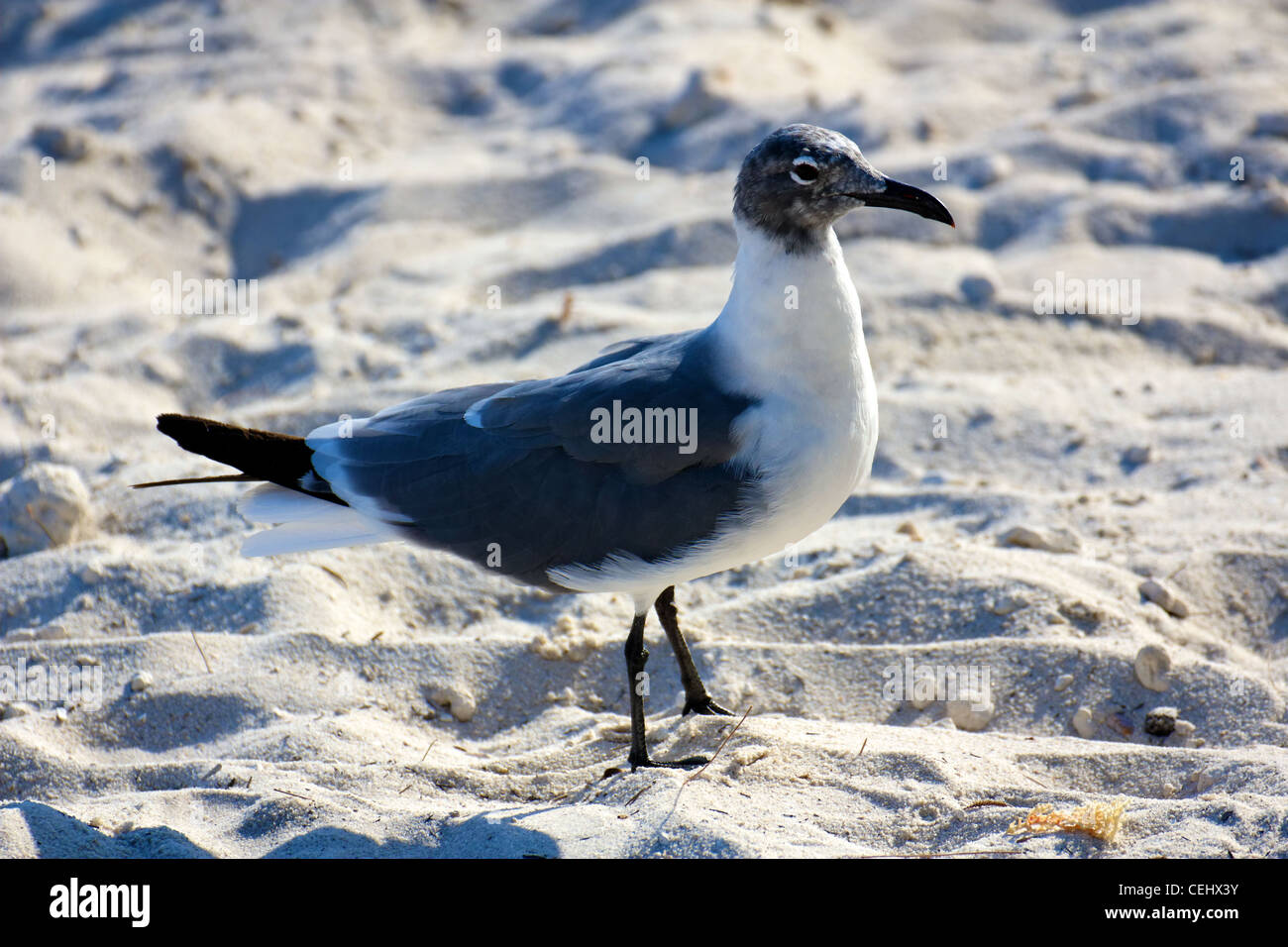 Seagull on a Florida beach Stock Photo - Alamy