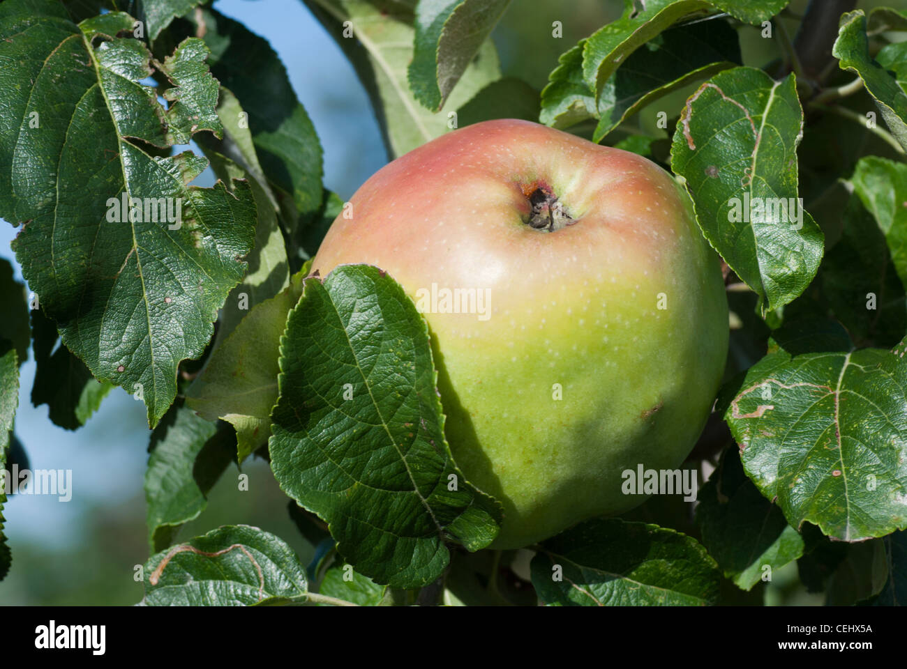 Bramley apple growing on the tree Stock Photo - Alamy