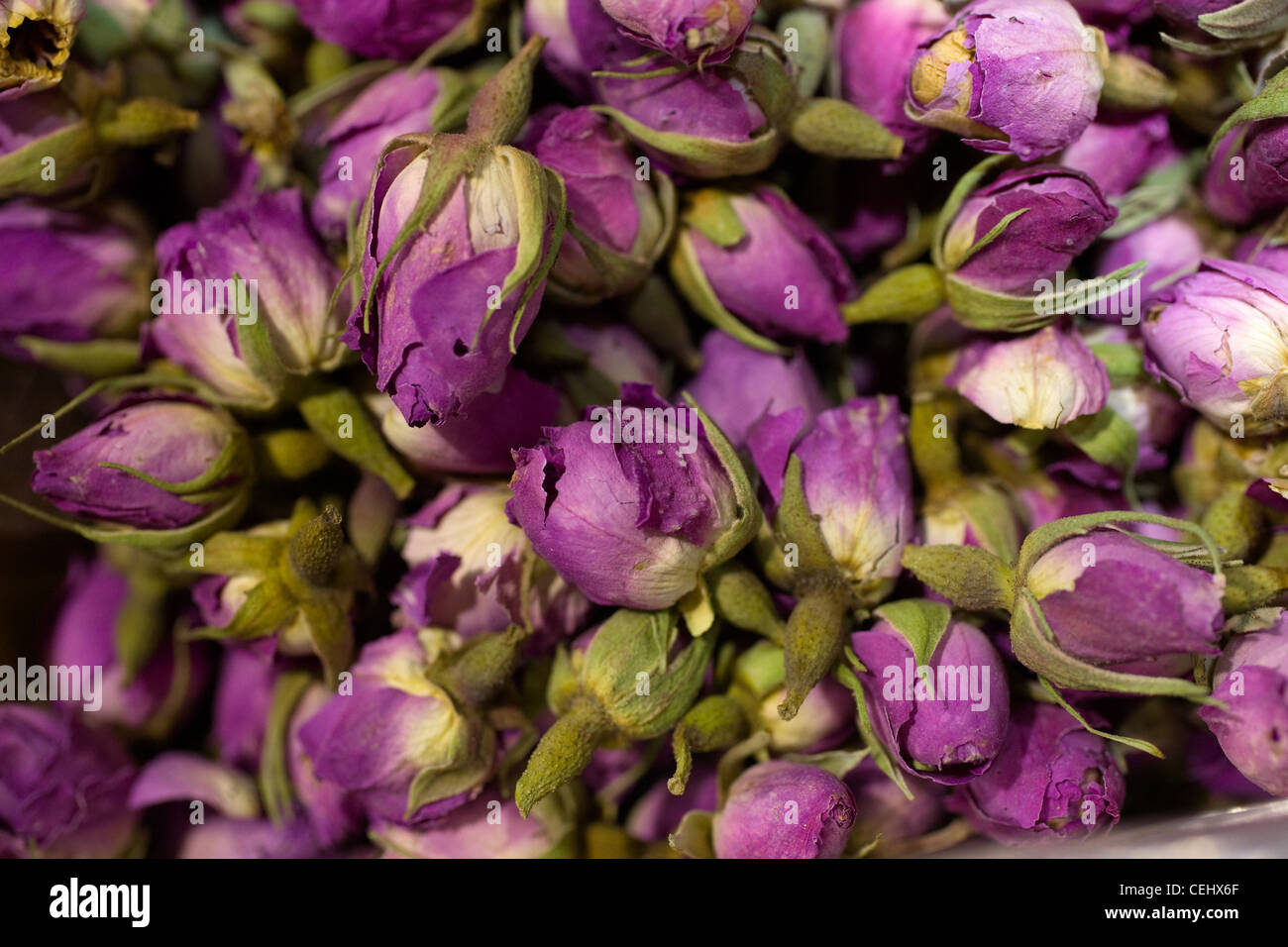 Purple rose buds Stock Photo - Alamy