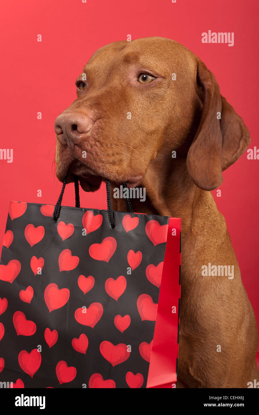 pure breed dog holding Valentine's Day gift bag decorated with red ...