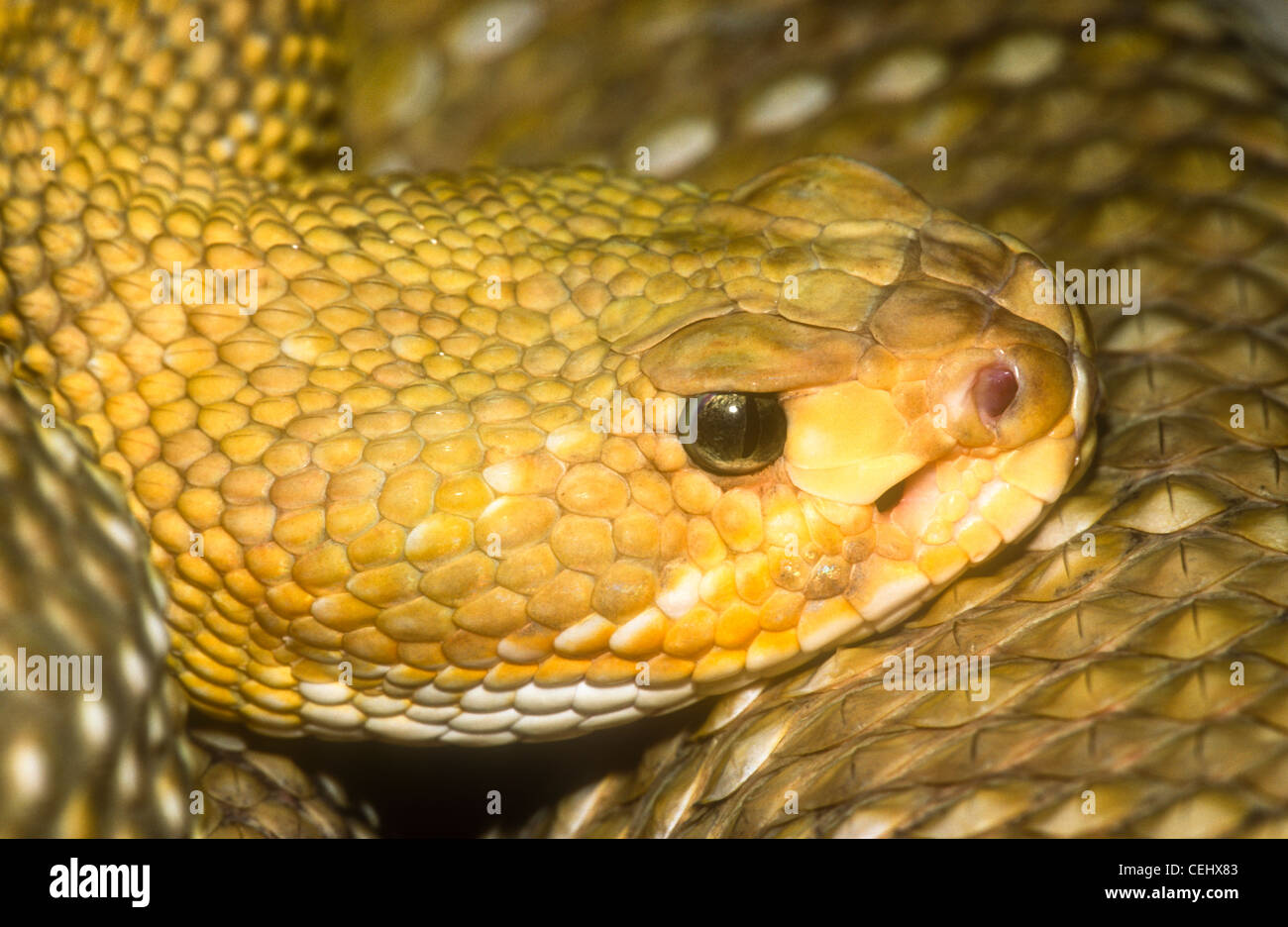 Mexican West Coast Rattlesnake Stock Photos & Mexican West Coast ...