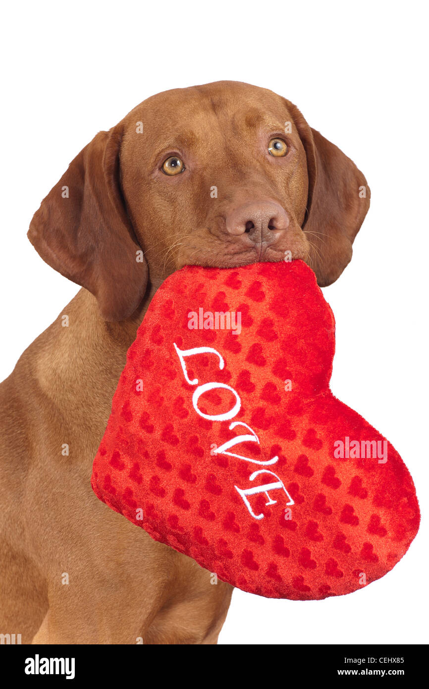 Heart dog hi-res stock photography and images - Alamy