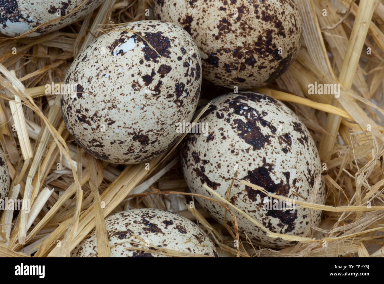 Coturnix quail eggs hi-res stock photography and images - Alamy