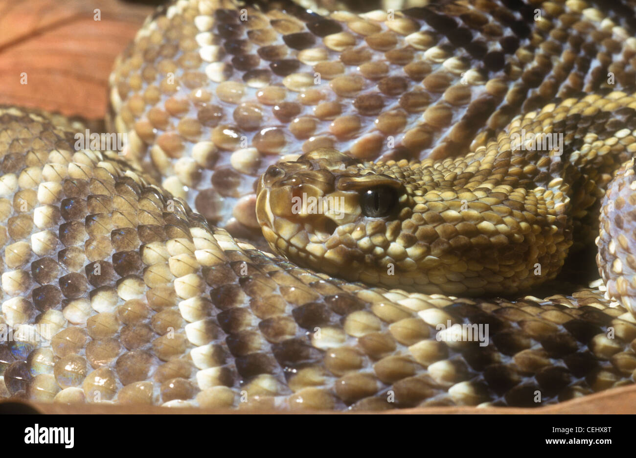 Tropical snakes hi-res stock photography and images - Alamy