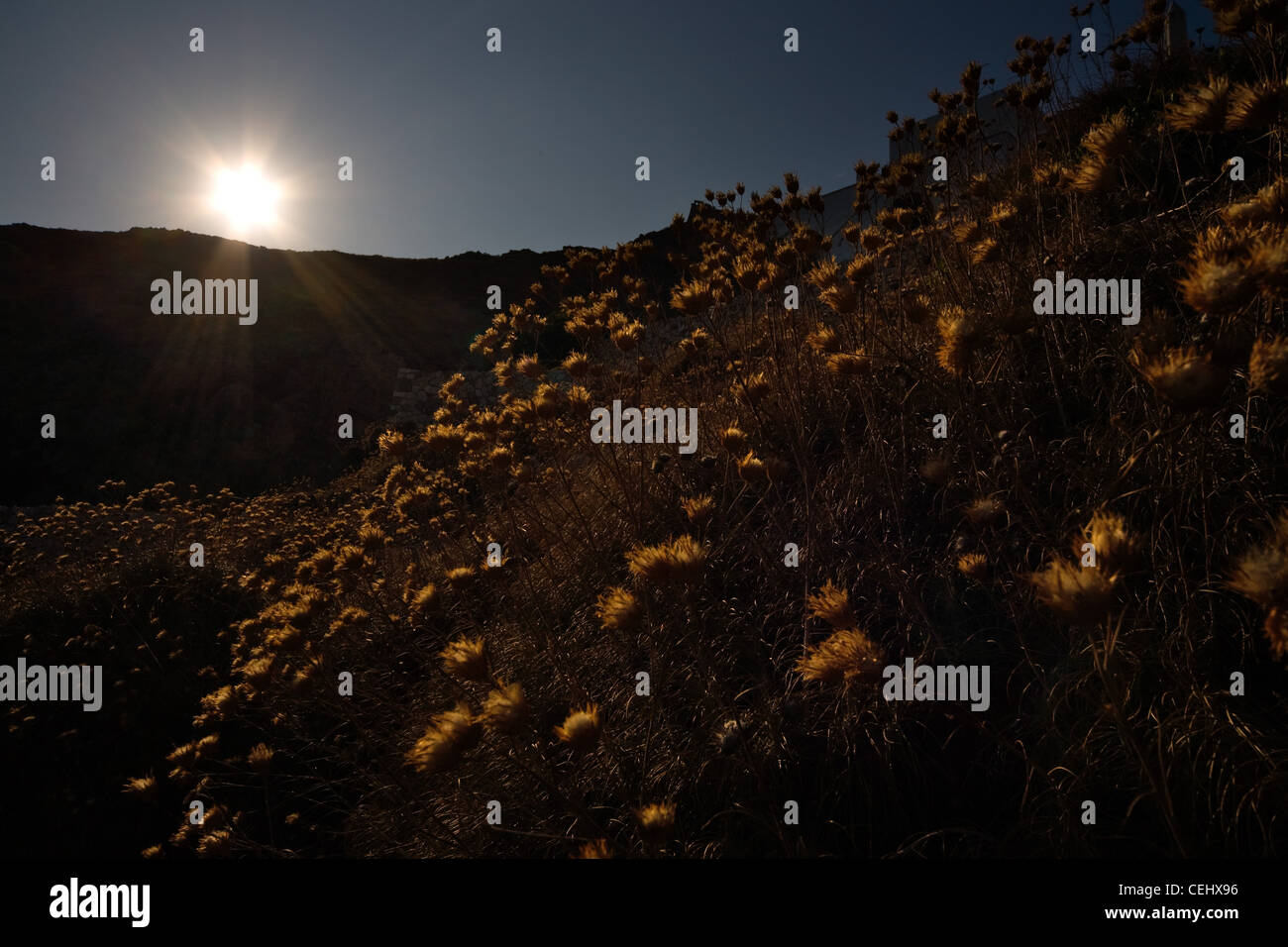 Fields of flowers with direct sun light Stock Photo - Alamy