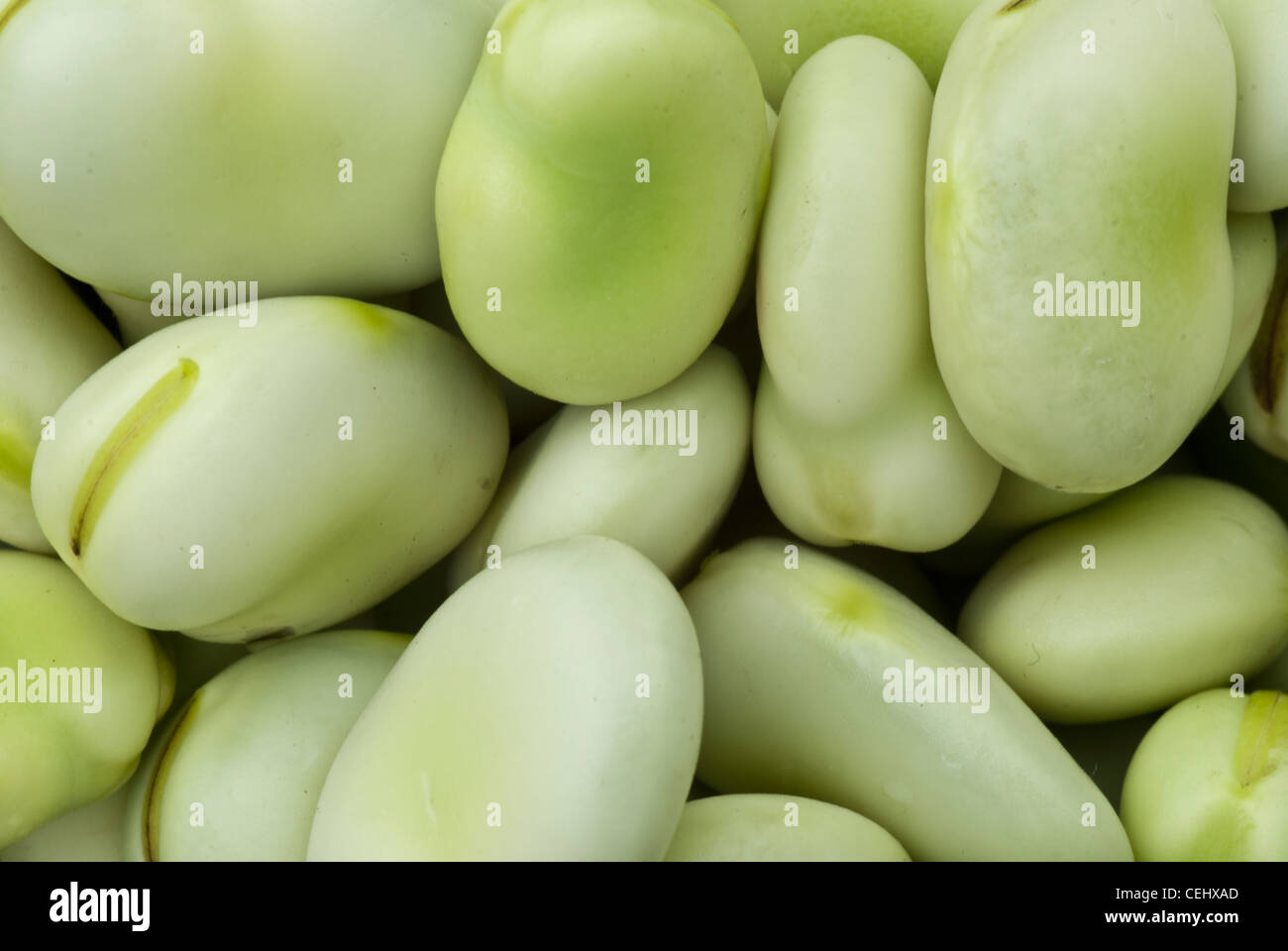 Broad bean seed hi-res stock photography and images - Alamy