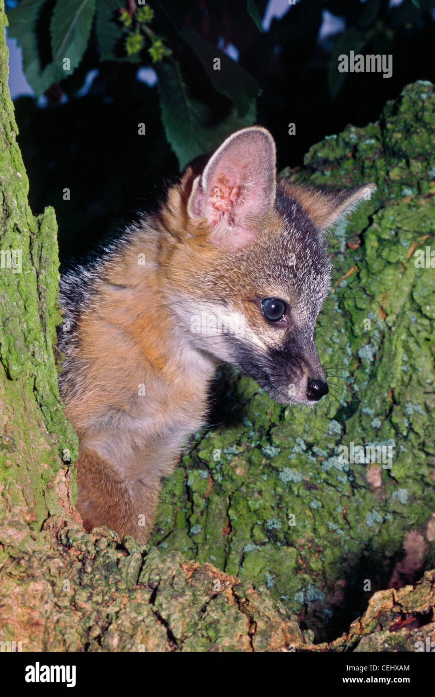 North american gray fox hi-res stock photography and images - Alamy