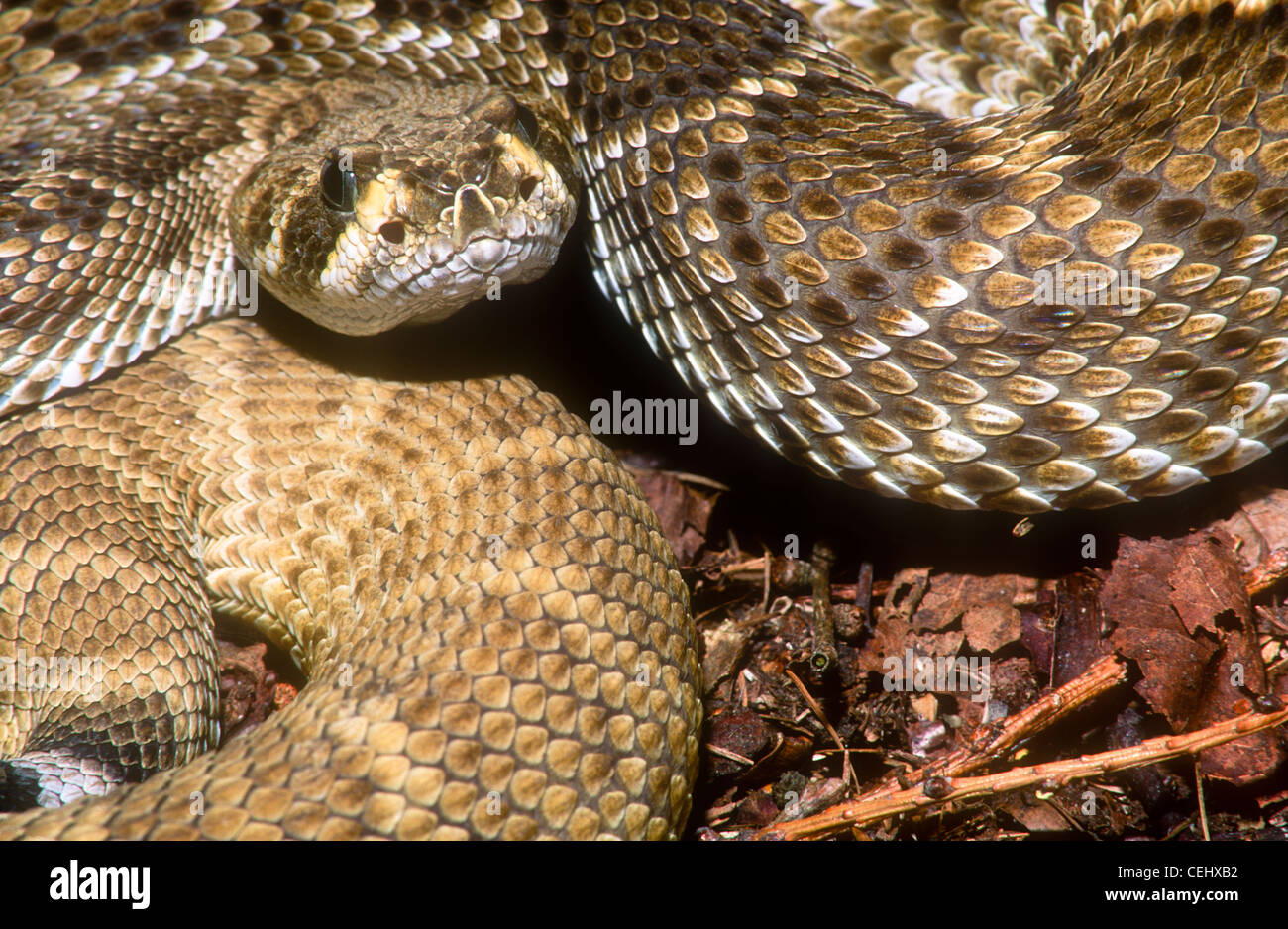 San Lucas rattlesnake, Crotalus ruber lucasensis, Baja California ...
