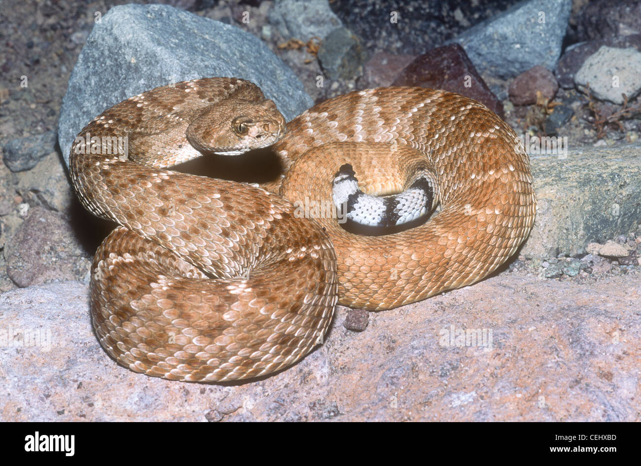 San Lorenzo rattlesnake, Crotalus ruber lorenzoensis, Isla San Lorenzo ...