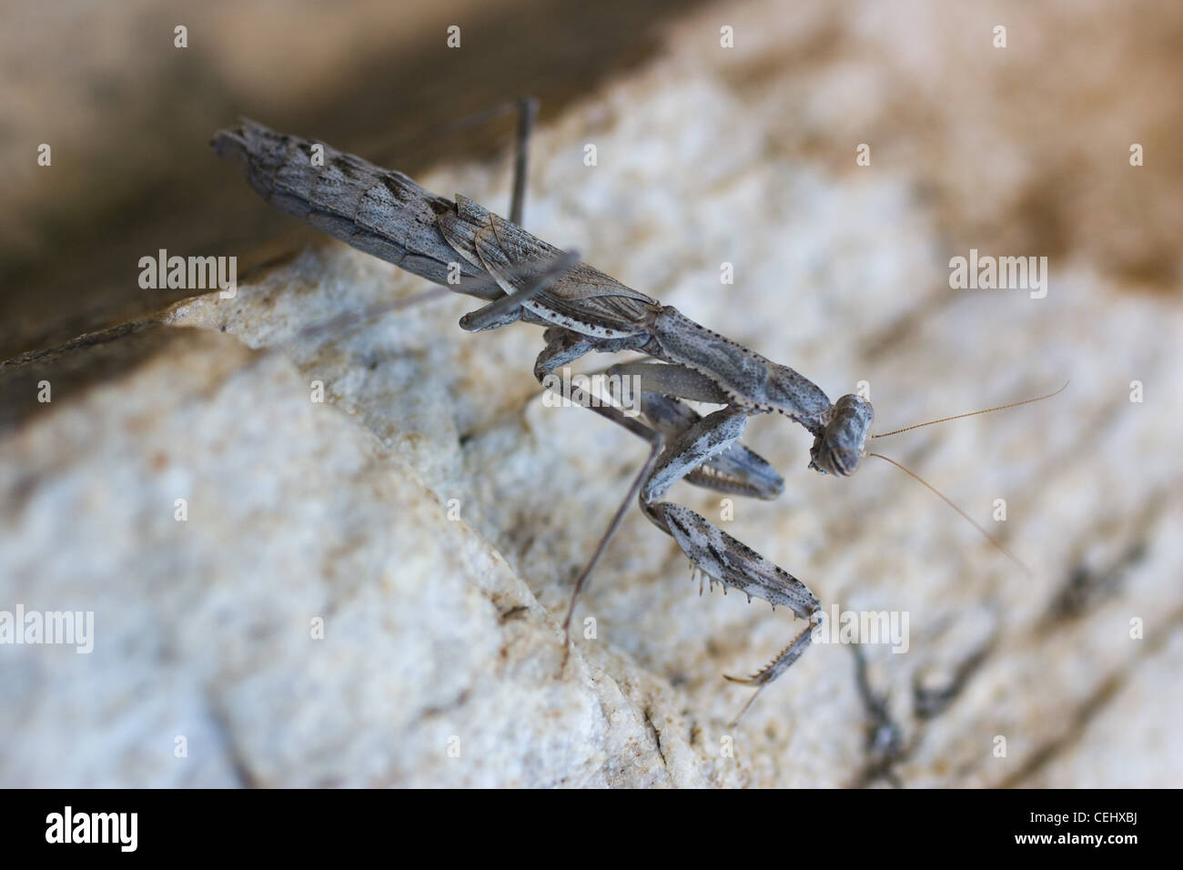 Nun mantis insect Stock Photo - Alamy