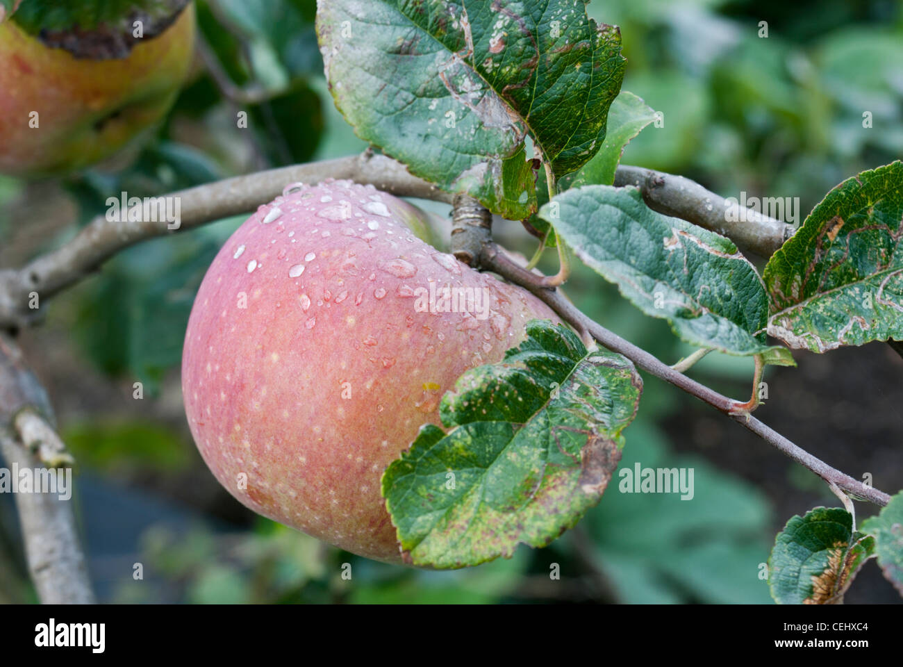 Sunset English eating apple Stock Photo - Alamy