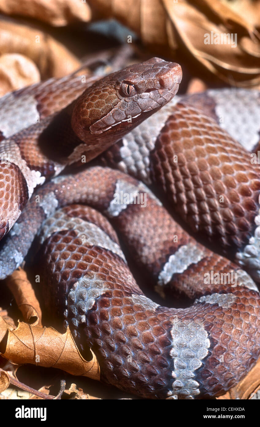 Agkistrodon hi-res stock photography and images - Alamy