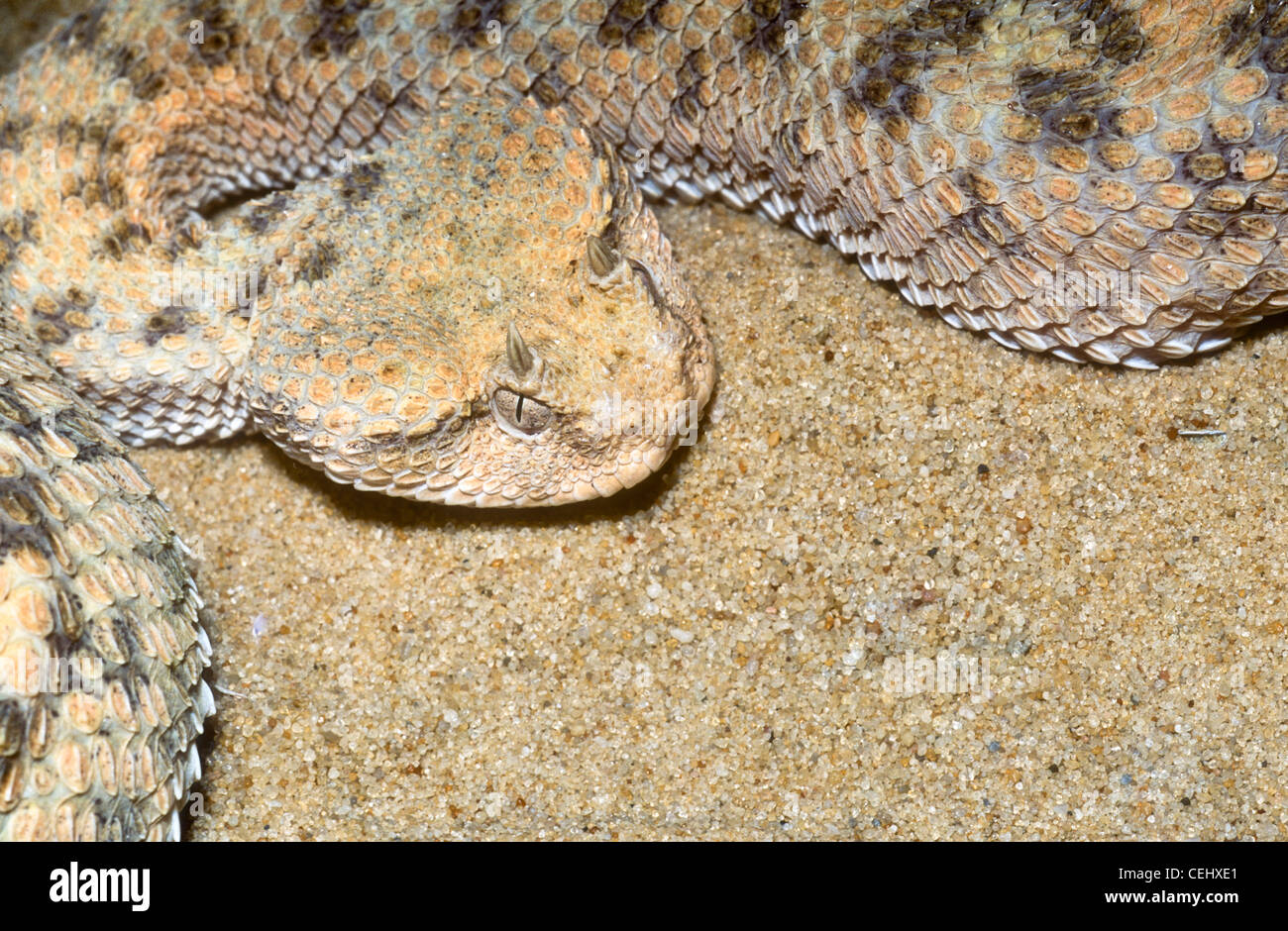 Desert horned viper, Cerastes cerastes, North Africa Stock Photo - Alamy
