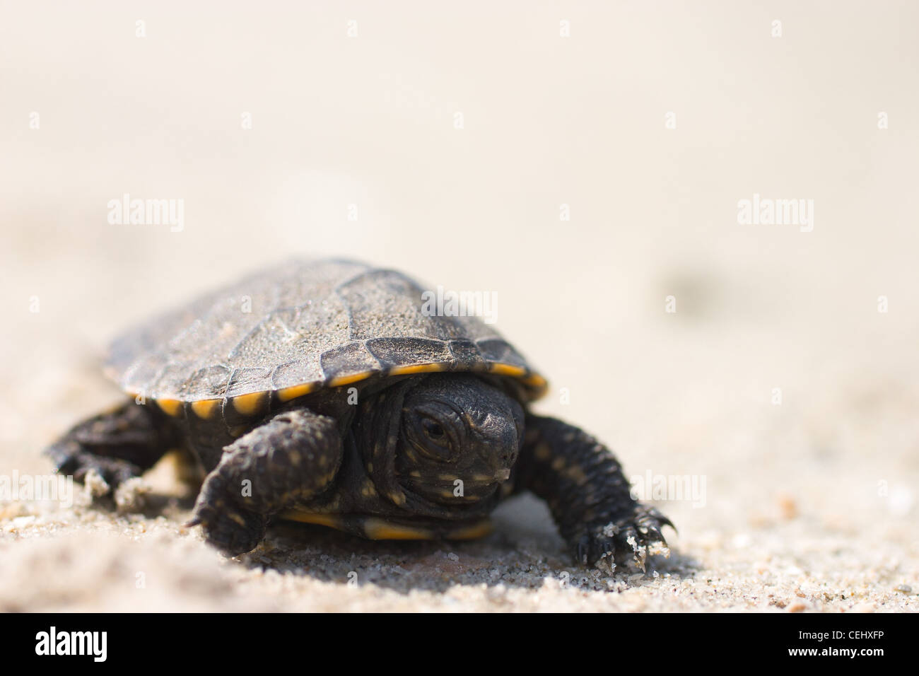 Tortoise claws hi-res stock photography and images - Alamy