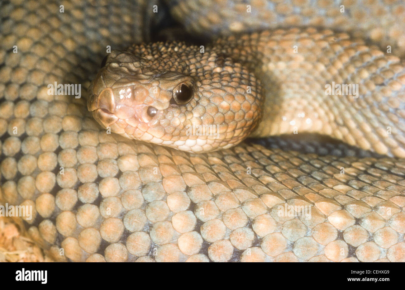 Aruba Island rattlesnake, Crotalus unicolor Stock Photo - Alamy
