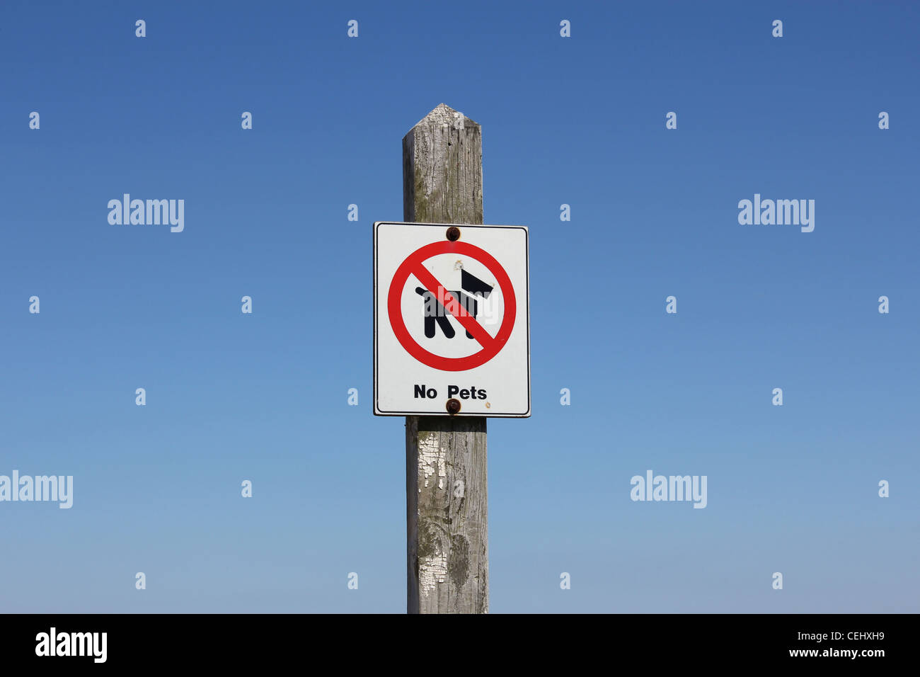 A white sign on a weathered wooden signpost depicting a dog and reading ...
