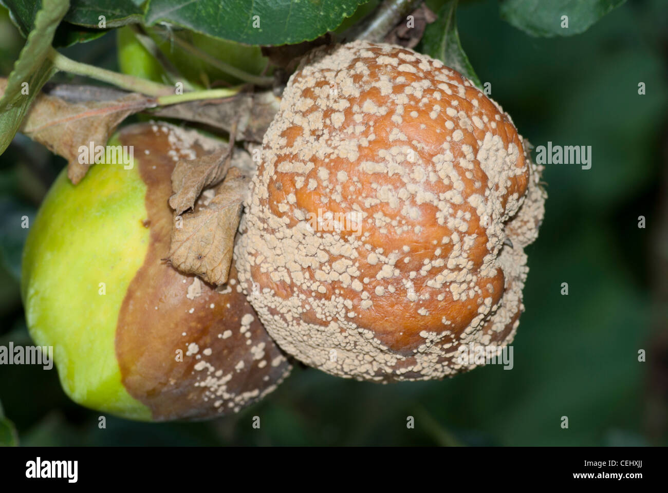 Malus brown rot hi-res stock photography and images - Alamy