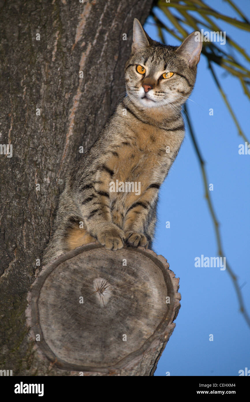 Cat in the tree Stock Photo - Alamy
