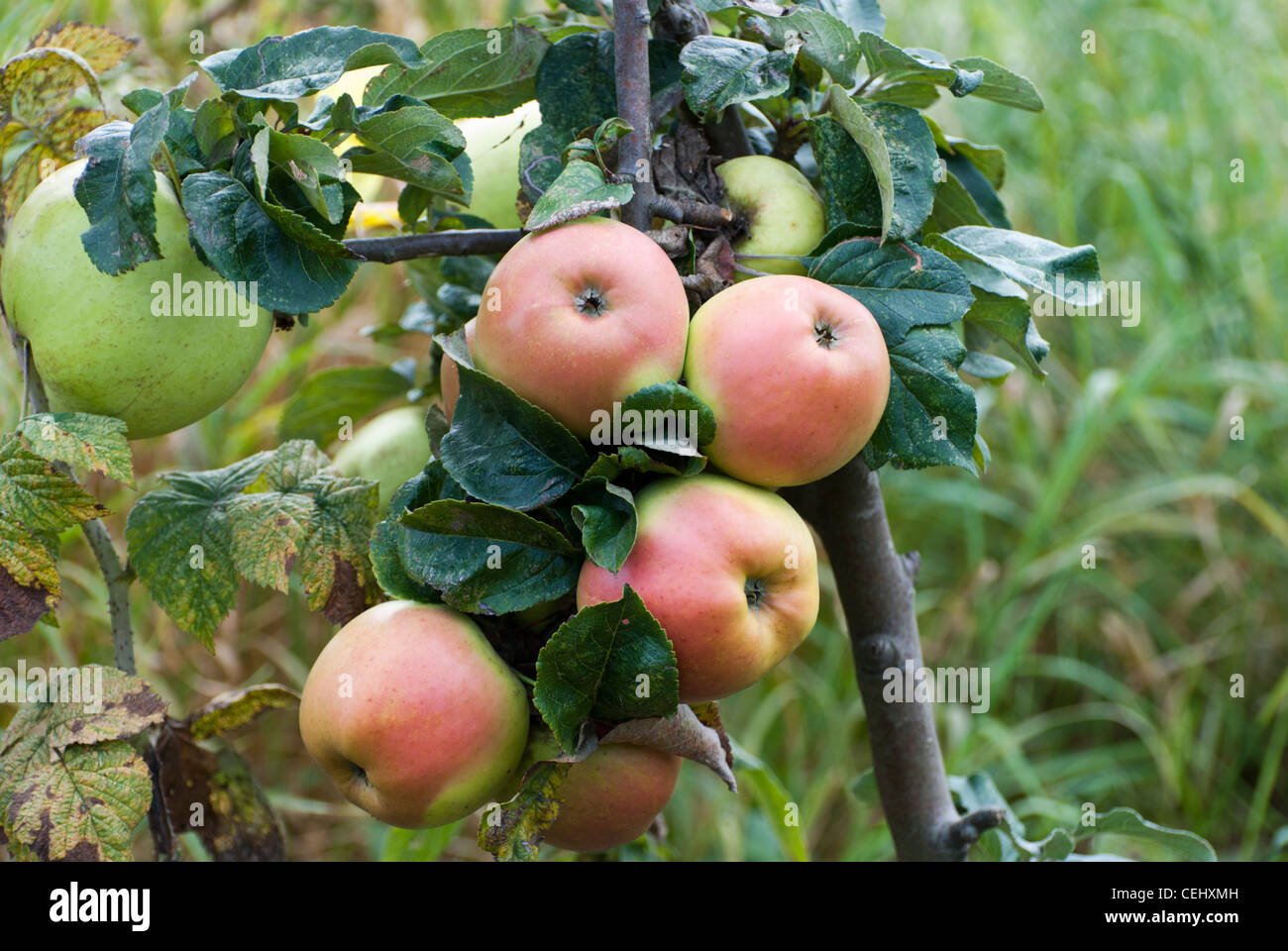 Bramley apple southwell hi-res stock photography and images - Alamy