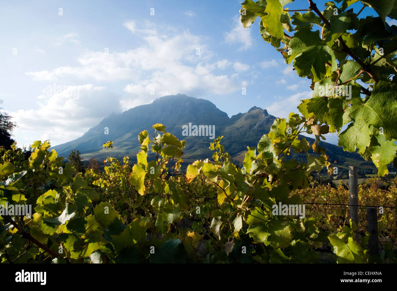 Clouds Wine Estate,Stellenbosch,Cape Wine Route,Western Cape Province ...