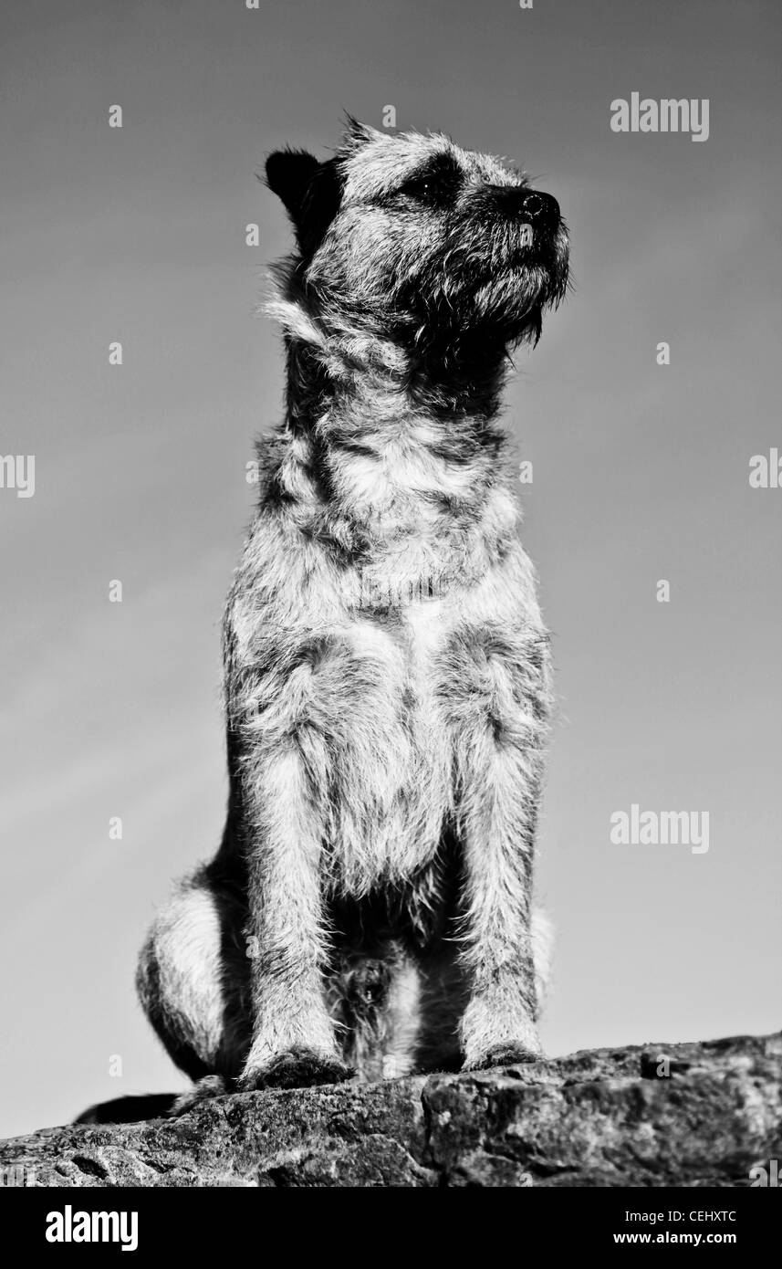 Barney the dog hi-res stock photography and images - Alamy