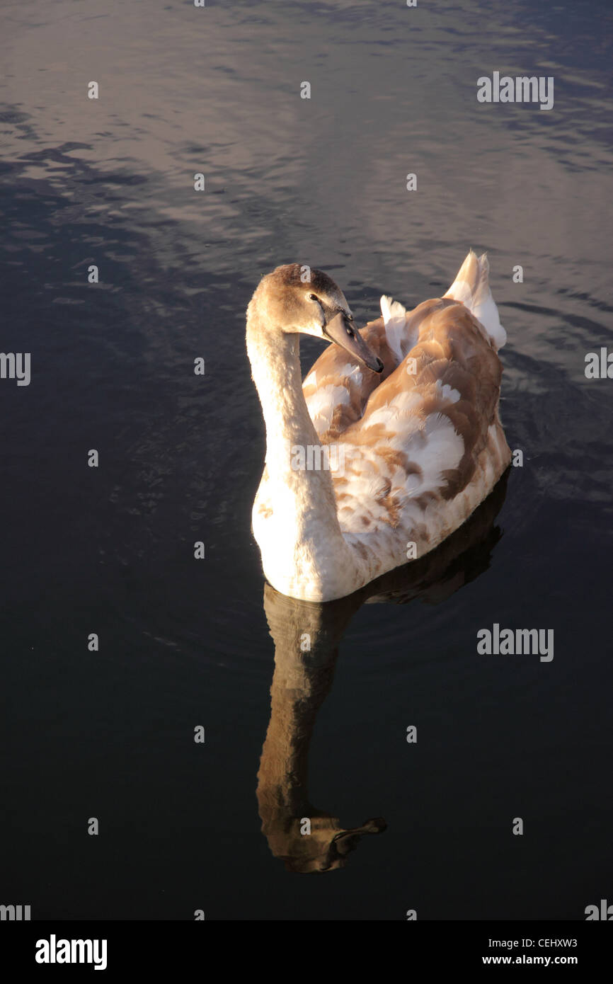Cygnet swan young swim reflect hi-res stock photography and images - Alamy