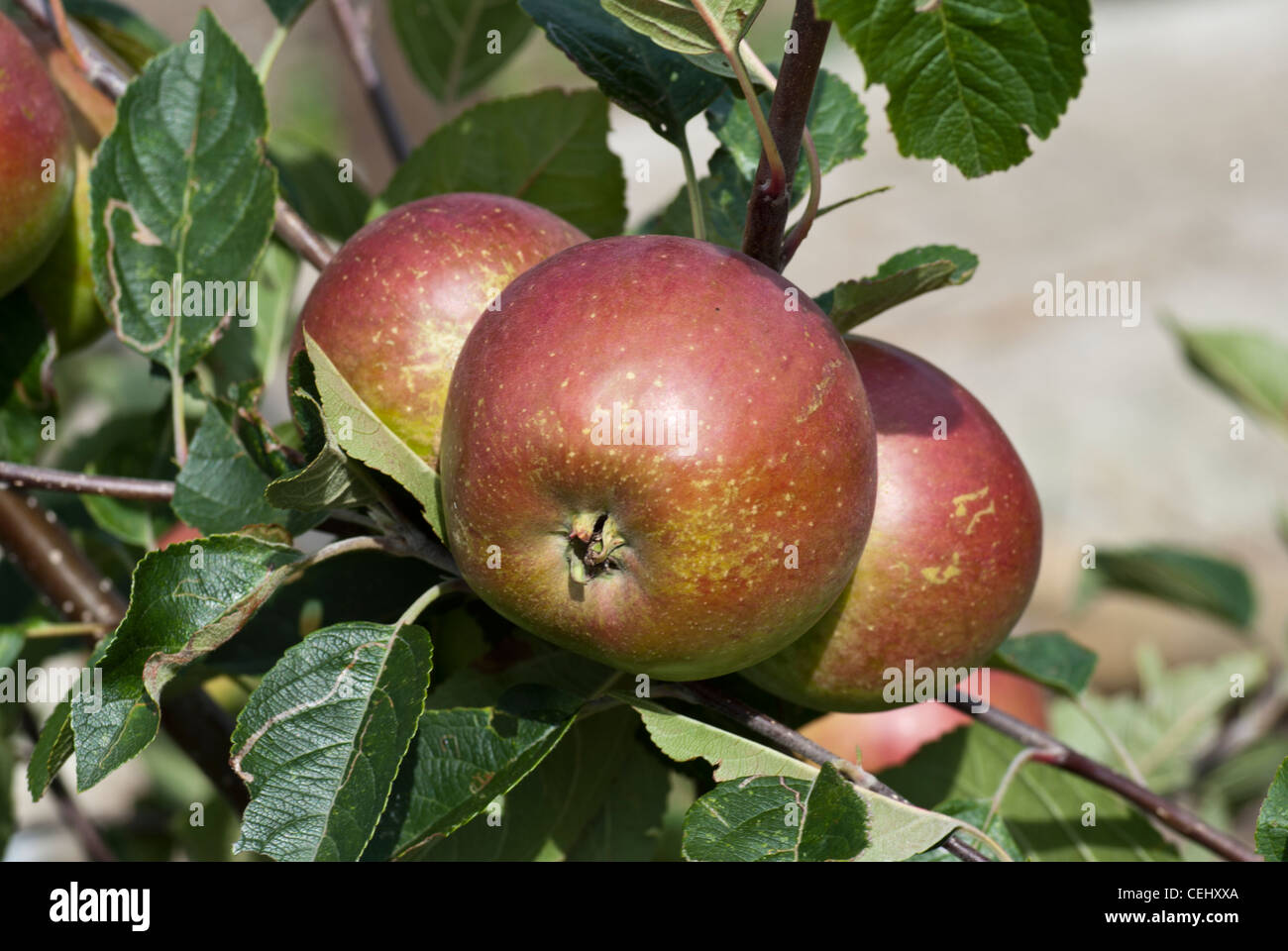 Laxton Superb. English [eating apple] Stock Photo - Alamy
