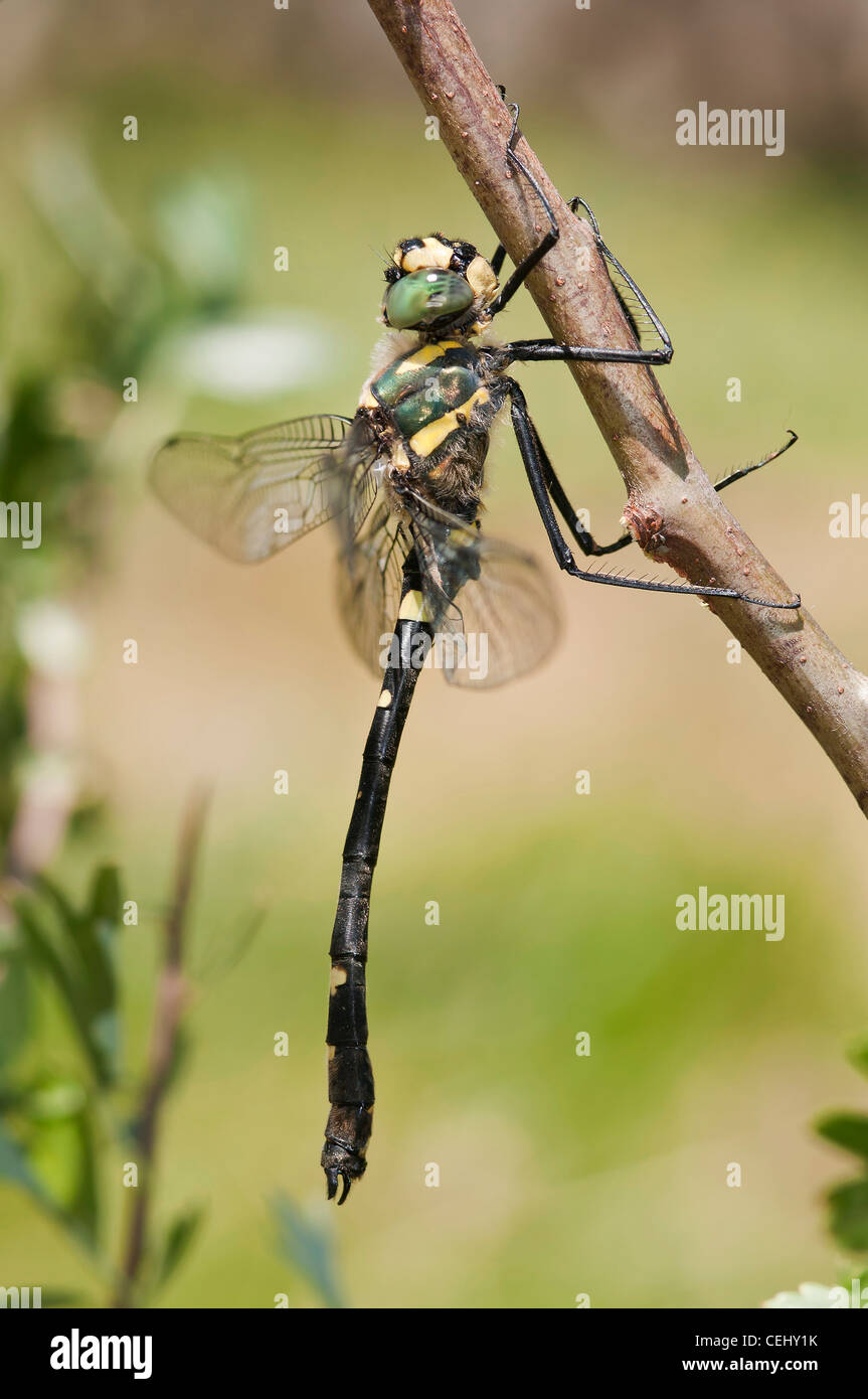 Macromia splendens hi-res stock photography and images - Alamy