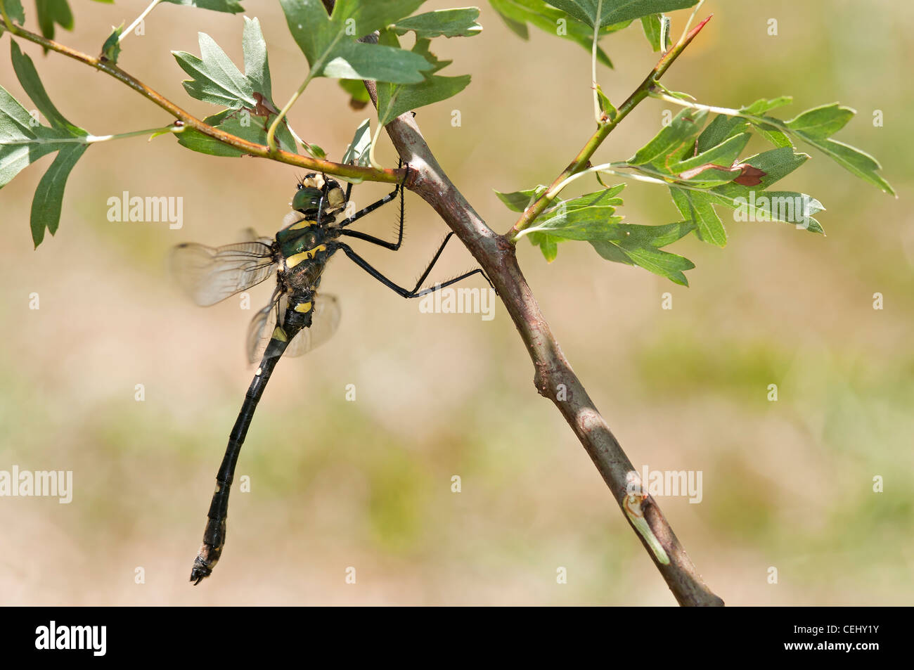 Macromia splendens, Male, Ribeira de Pena-Portugal Stock Photo - Alamy