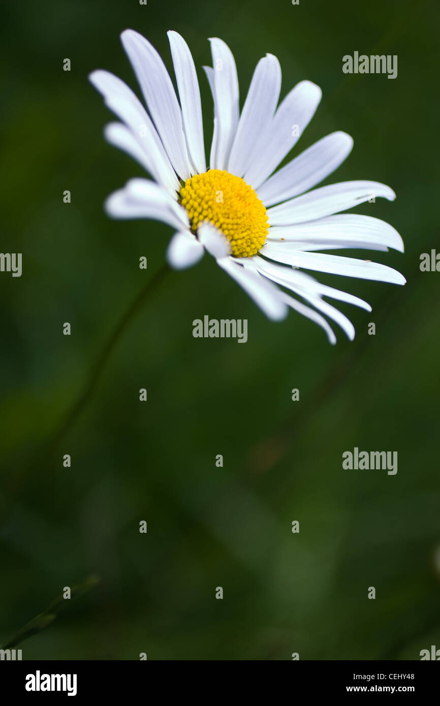 Portrait of a daisy flower Stock Photo - Alamy