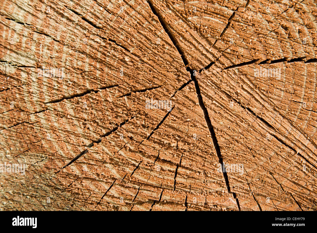 Wood tree rings Stock Photo - Alamy