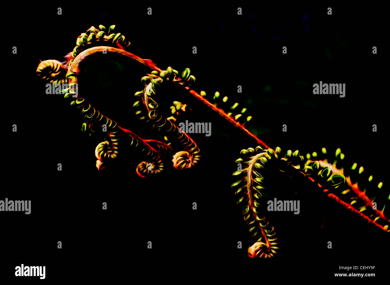 Fern head hi-res stock photography and images - Alamy