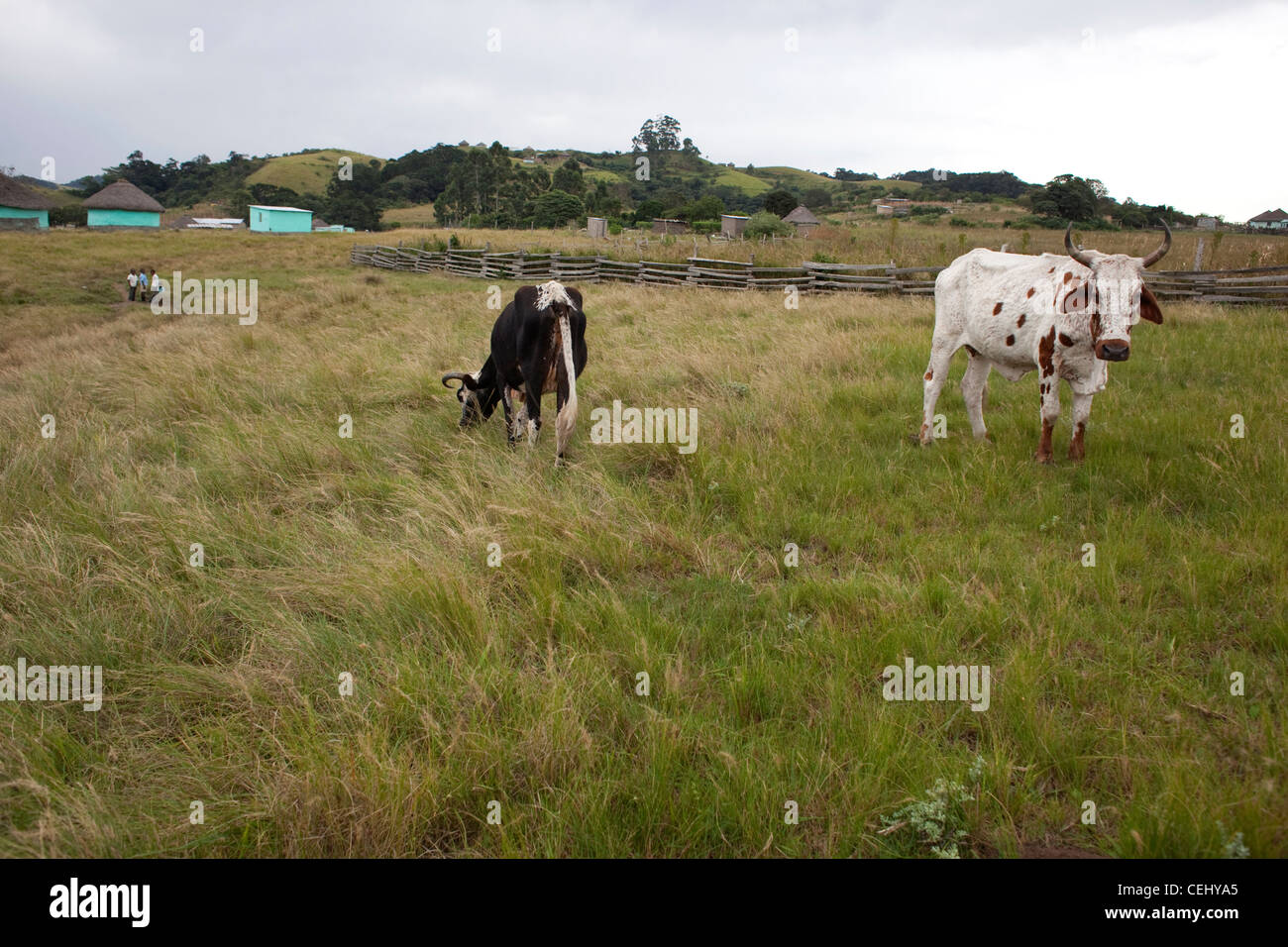 Cows in rural area near Port Saint Johns,Eastern Cape Stock Photo - Alamy