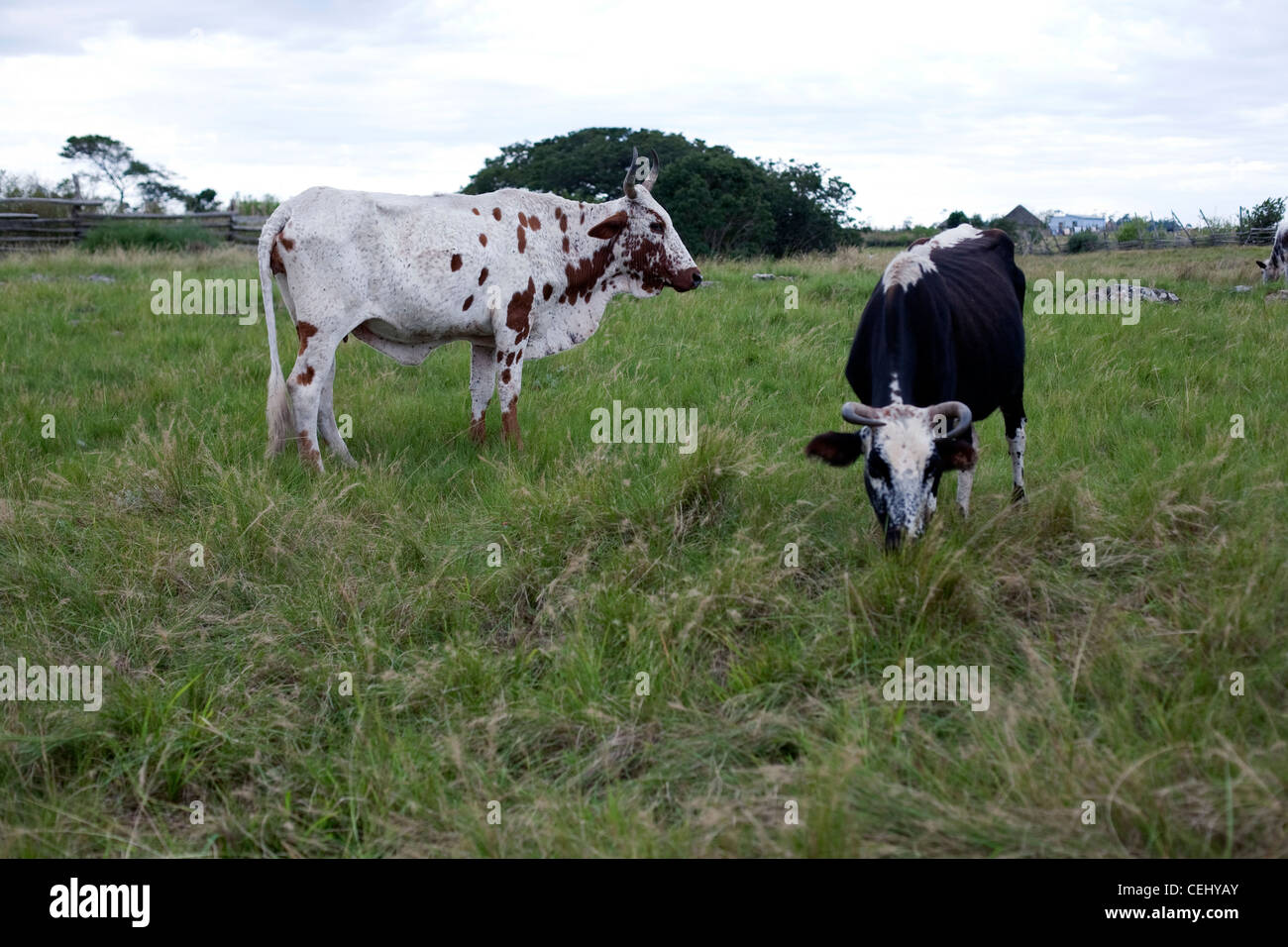 Cows in rural area near Port Saint Johns,Eastern Cape Stock Photo - Alamy