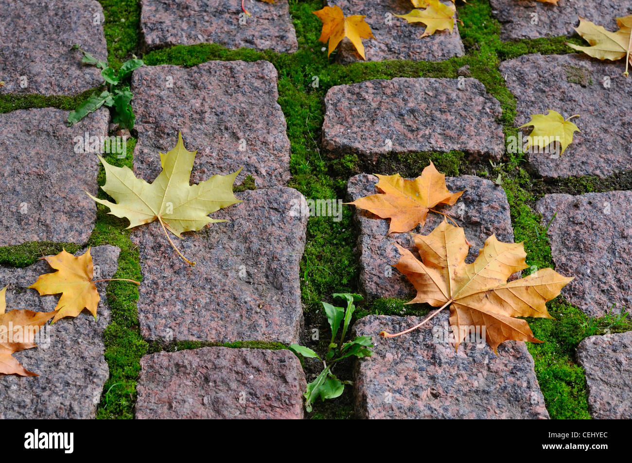 Tallinn: Autumn pavement Stock Photo - Alamy