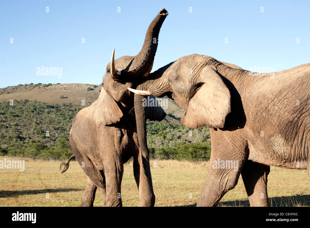Savanna addo elephant park hi-res stock photography and images - Alamy