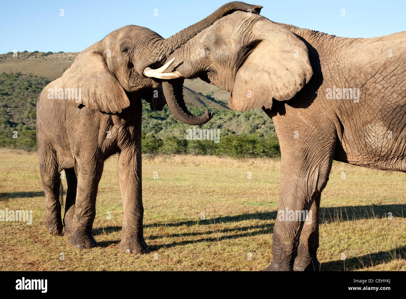 Elephants In Love